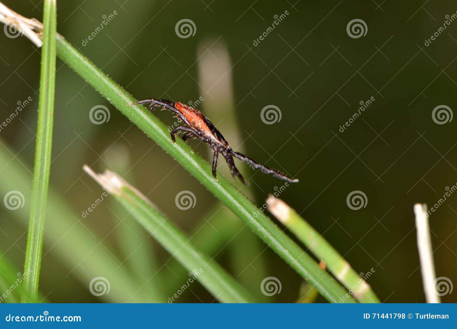 The Castor Bean Tick (Ixodes Ricinus) Stock Photo - Image of ixodes ...