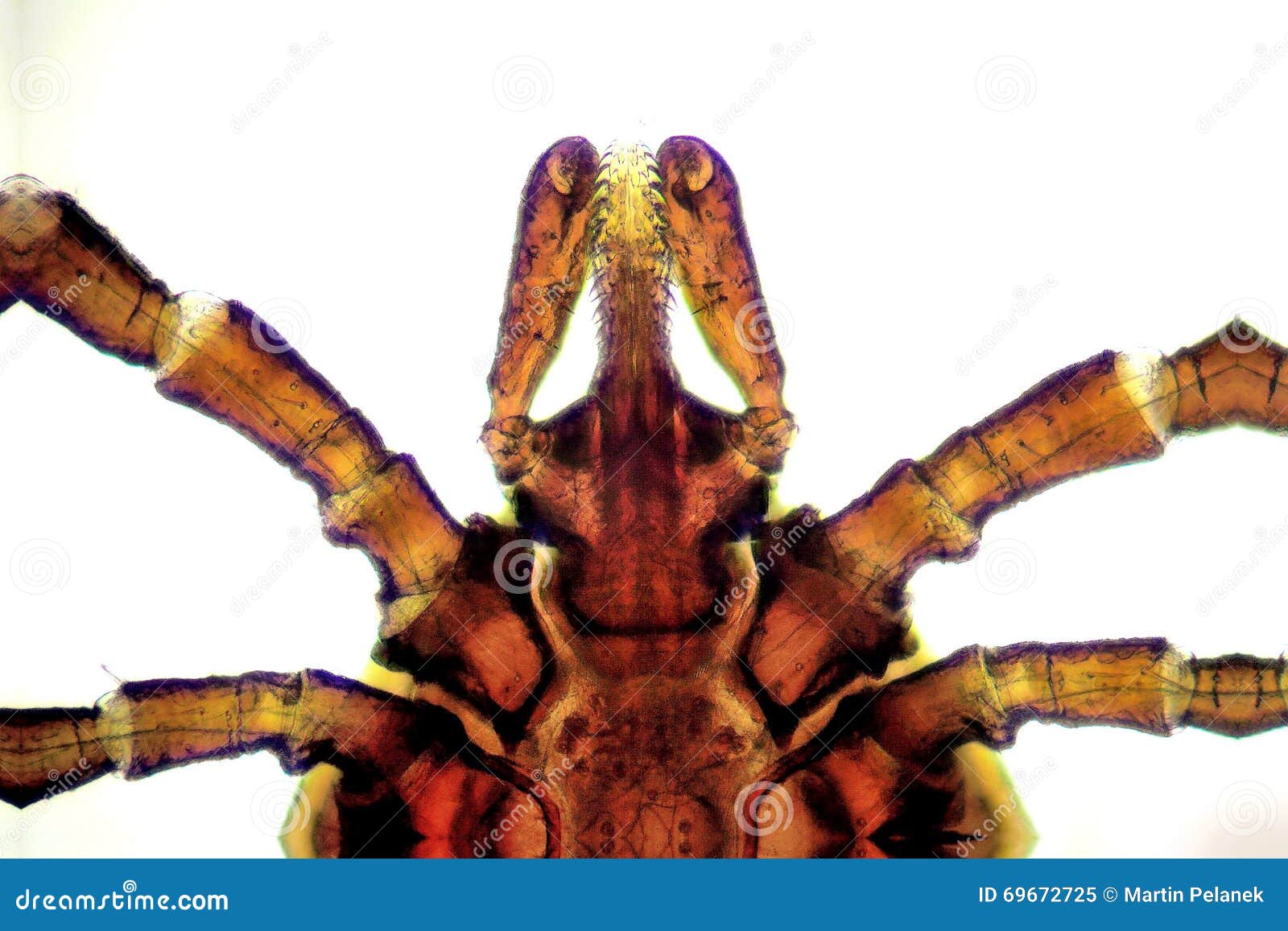 The Castor Bean Tick - Ixodes Ricinus Stock Image - Image of blood ...