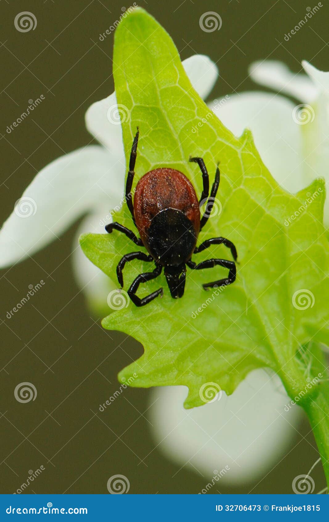 Castor Bean Tick, Ixodes Ricinus, Waiting for a Host Stock Image ...