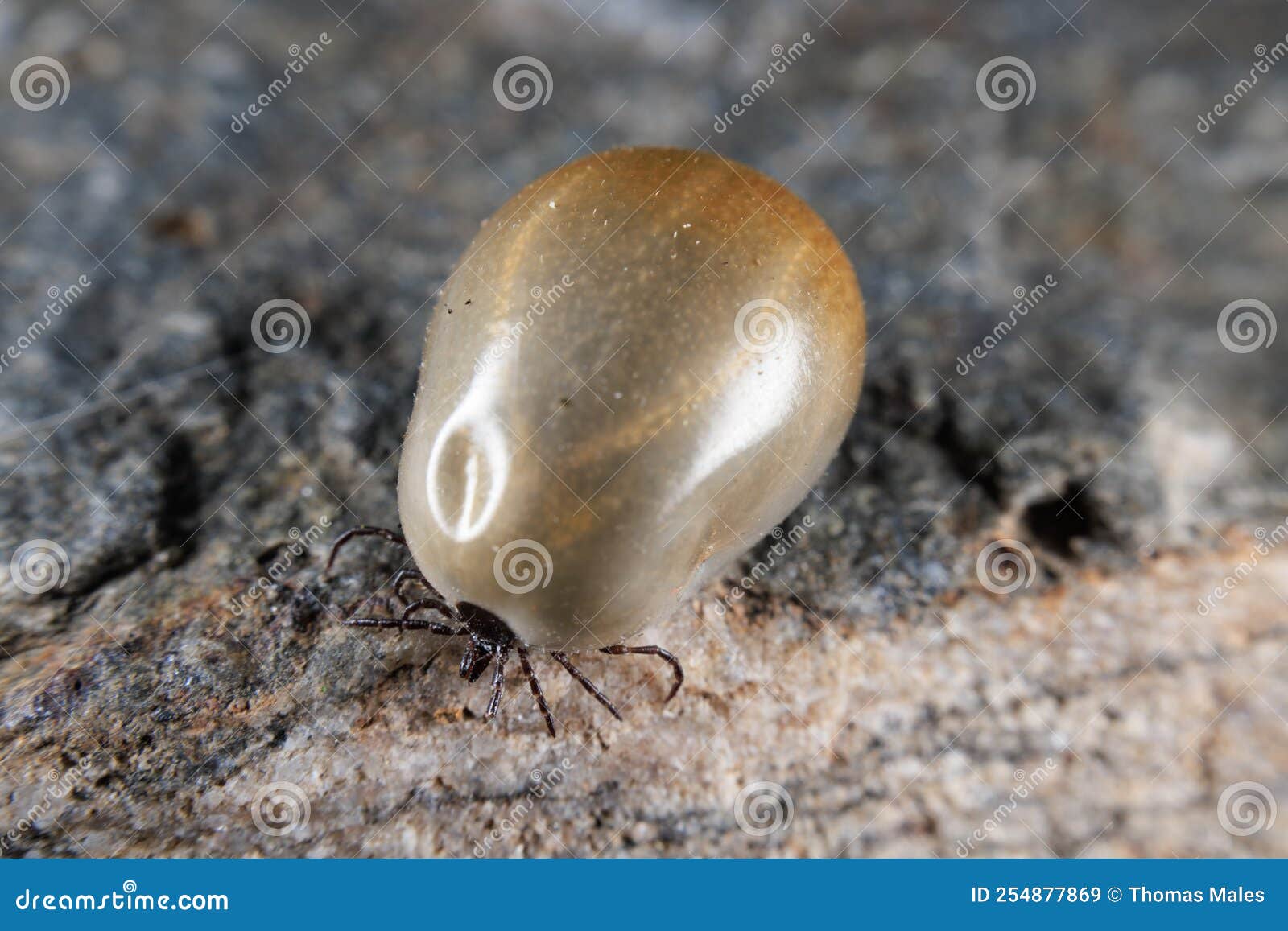 Castor bean tick stock image. Image of grass, arthropod - 254877869