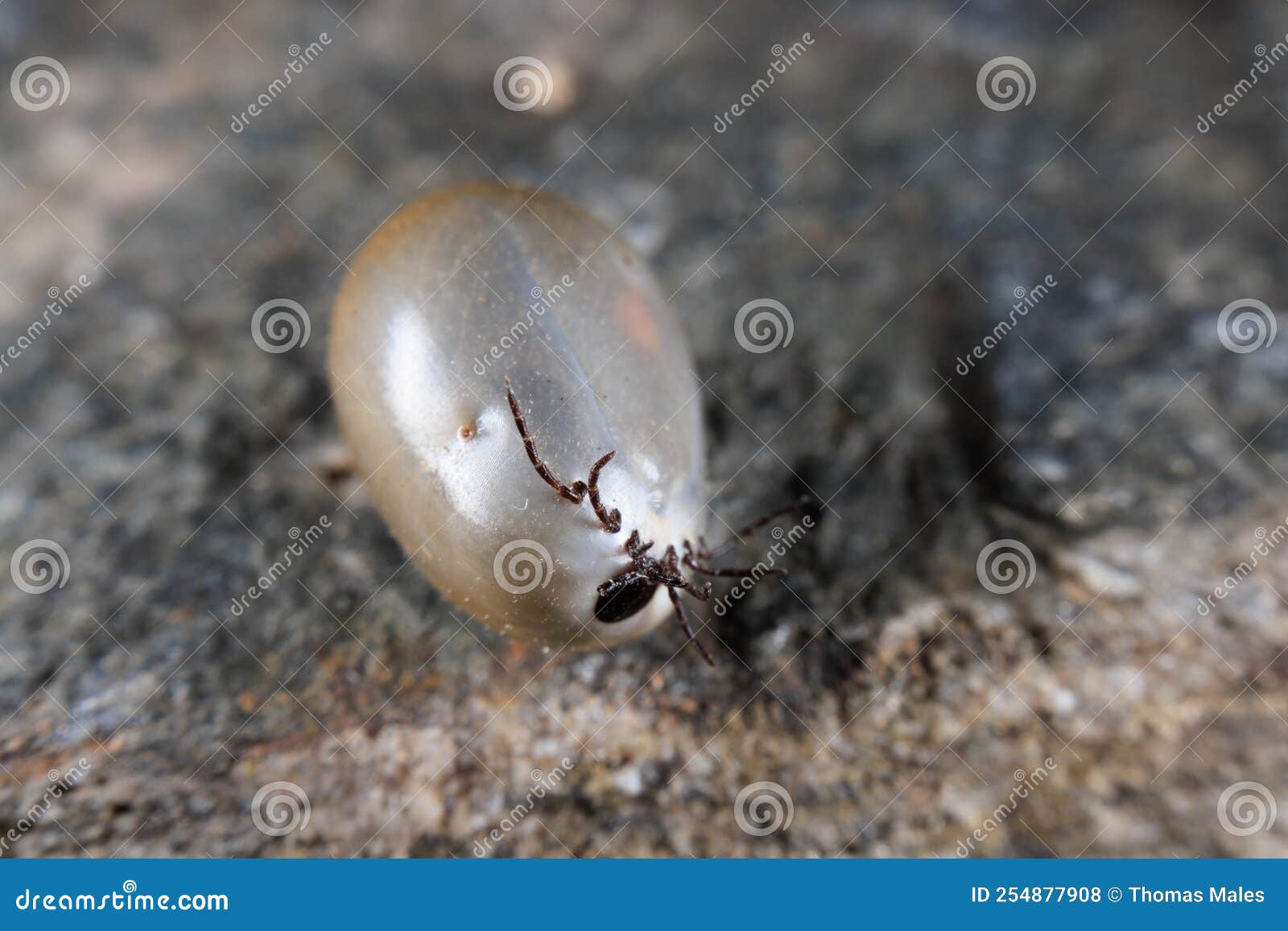 Castor bean tick stock photo. Image of disease, parasitic - 254877908