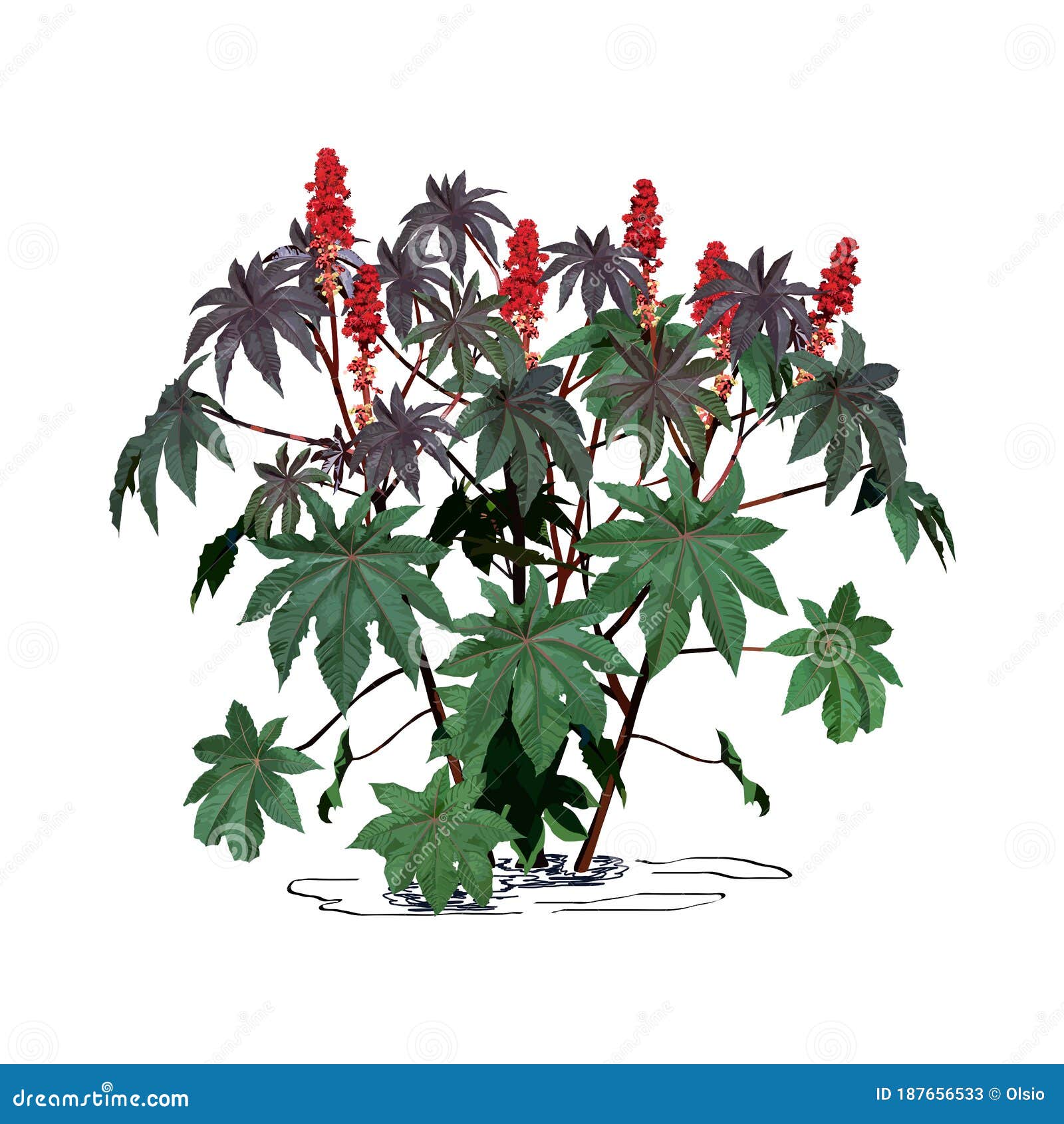 Castor-bean Tree Ricinus Communis L. with Large Flowers Stock Vector ...
