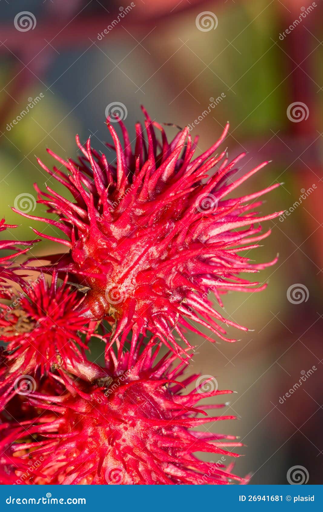 Castor beans stock image. Image of castor, bean, botany - 26941681