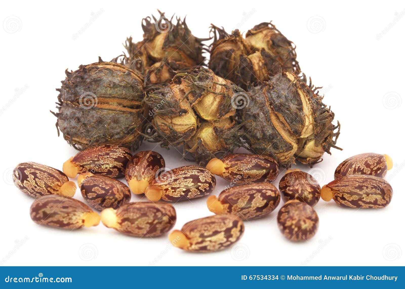 Castor beans stock photo. Image of castor, ayurvedic - 67534334