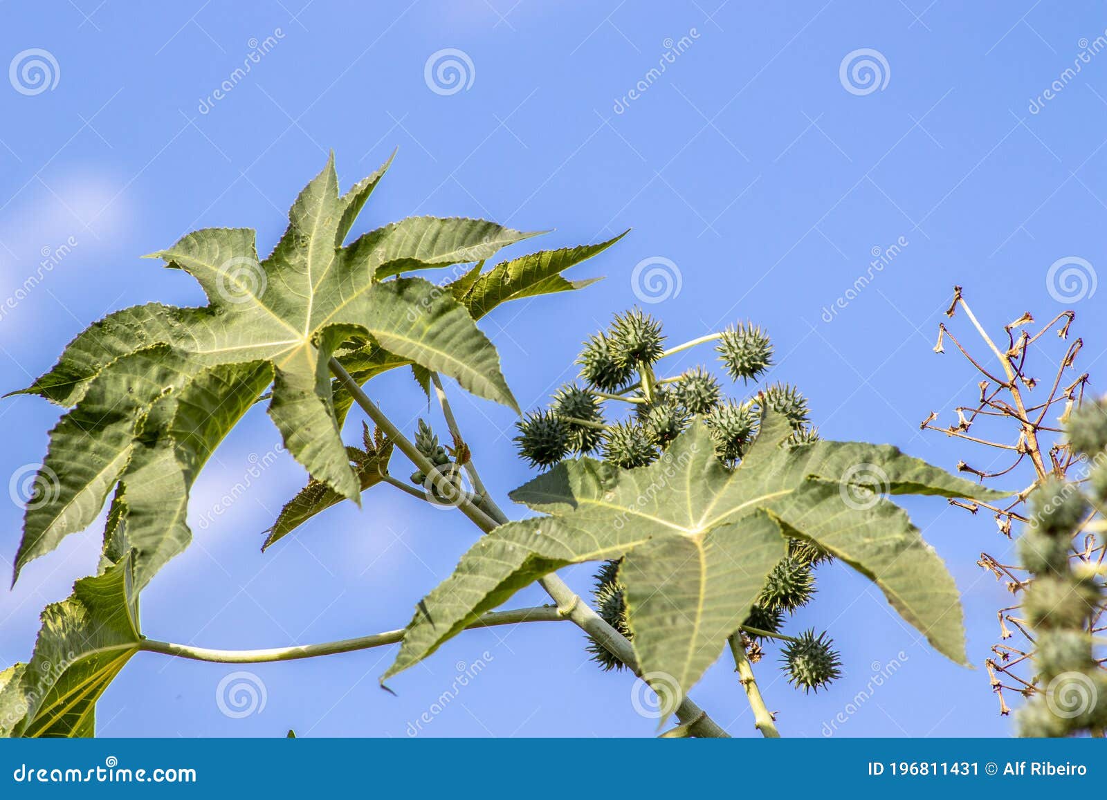 Castor Beans Plant on Field Stock Image - Image of farm, brazilian ...