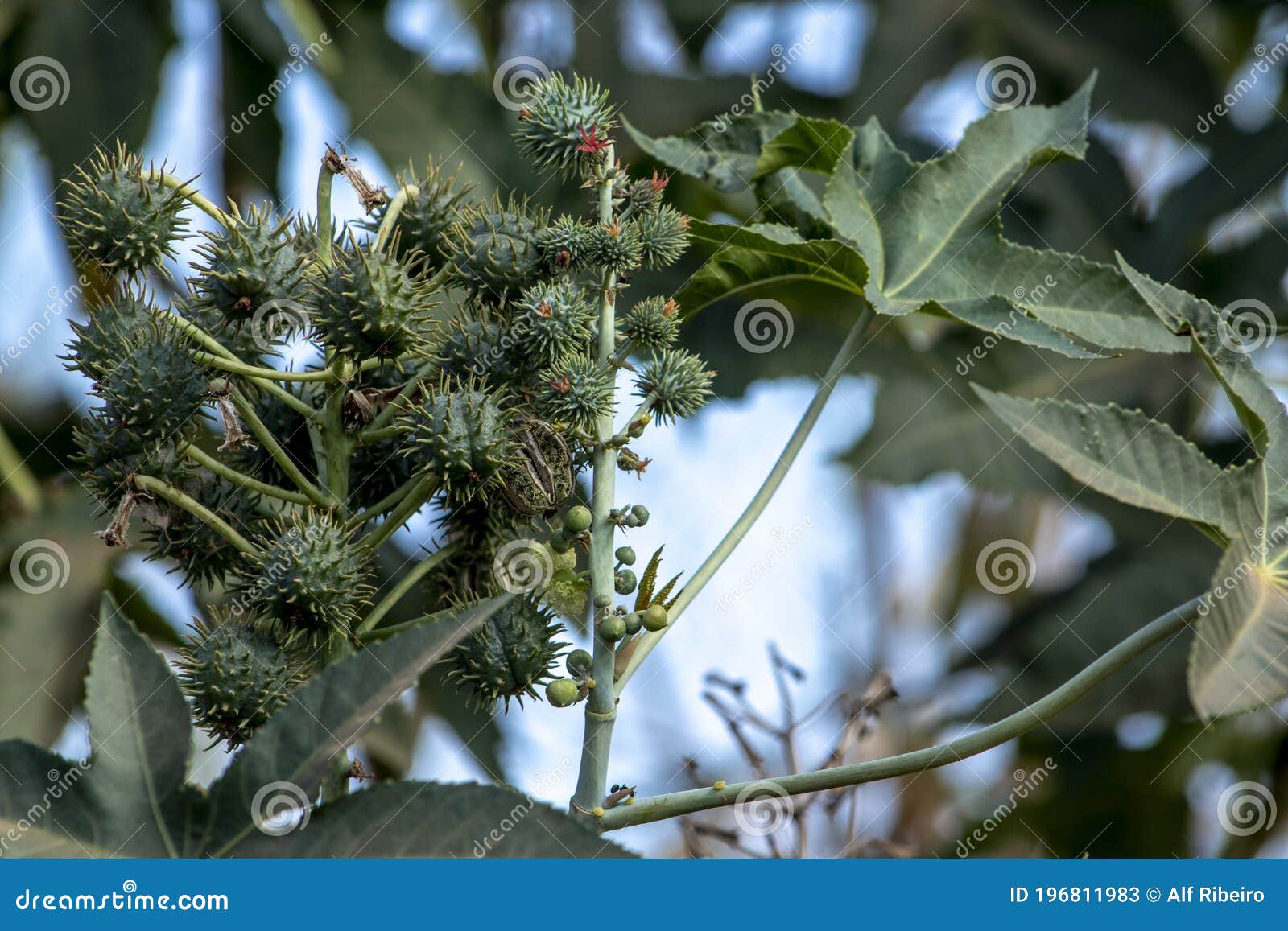 Castor Beans Plant on Field Stock Image - Image of botanical, farm ...