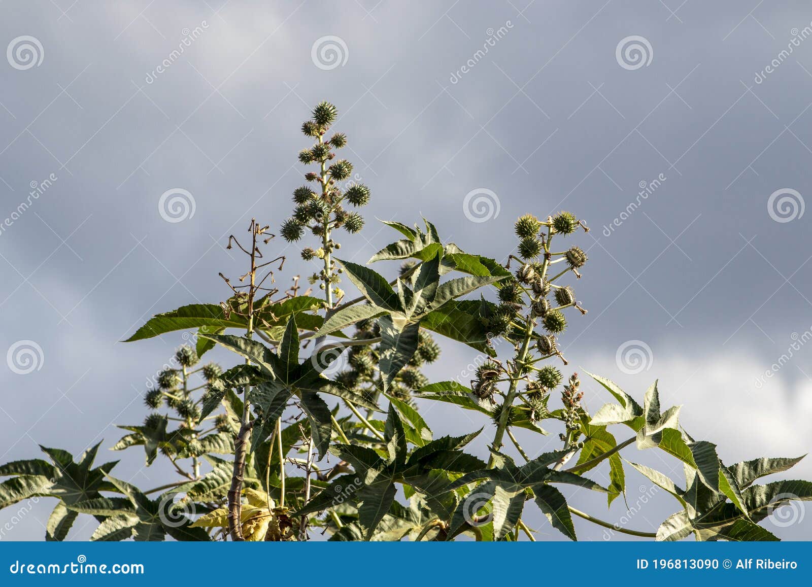 Castor Beans Plant on Field Stock Photo - Image of agribusiness, brazil ...