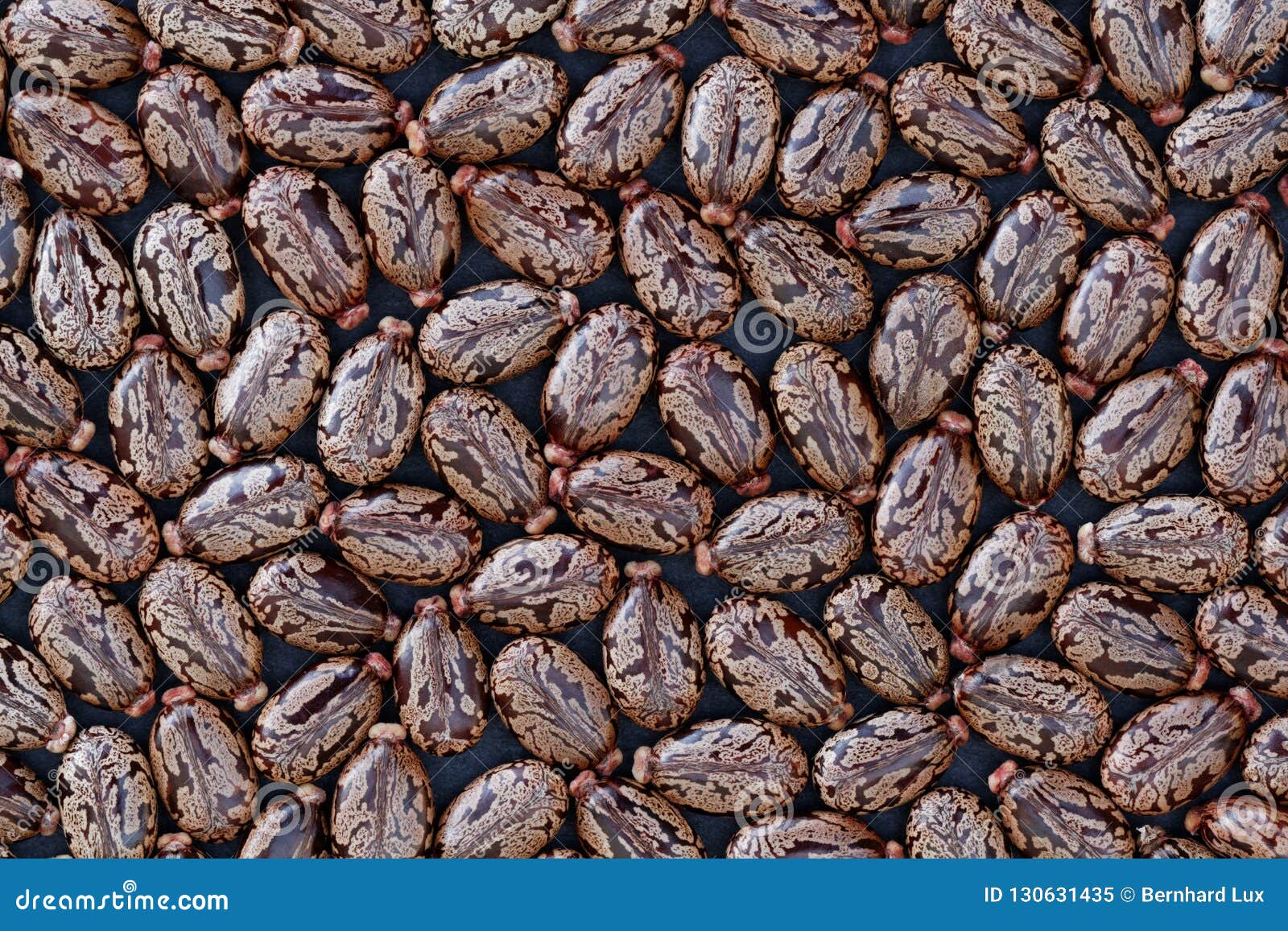 Castor Beans Ricinus Communis - Closeup View Stock Image - Image of ...