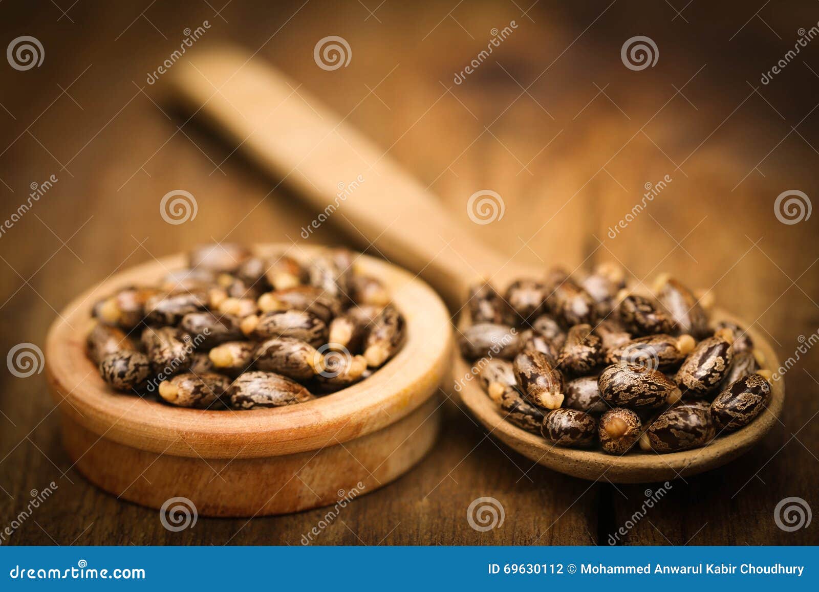 Castor beans stock photo. Image of closeup, harvest, white - 69630112
