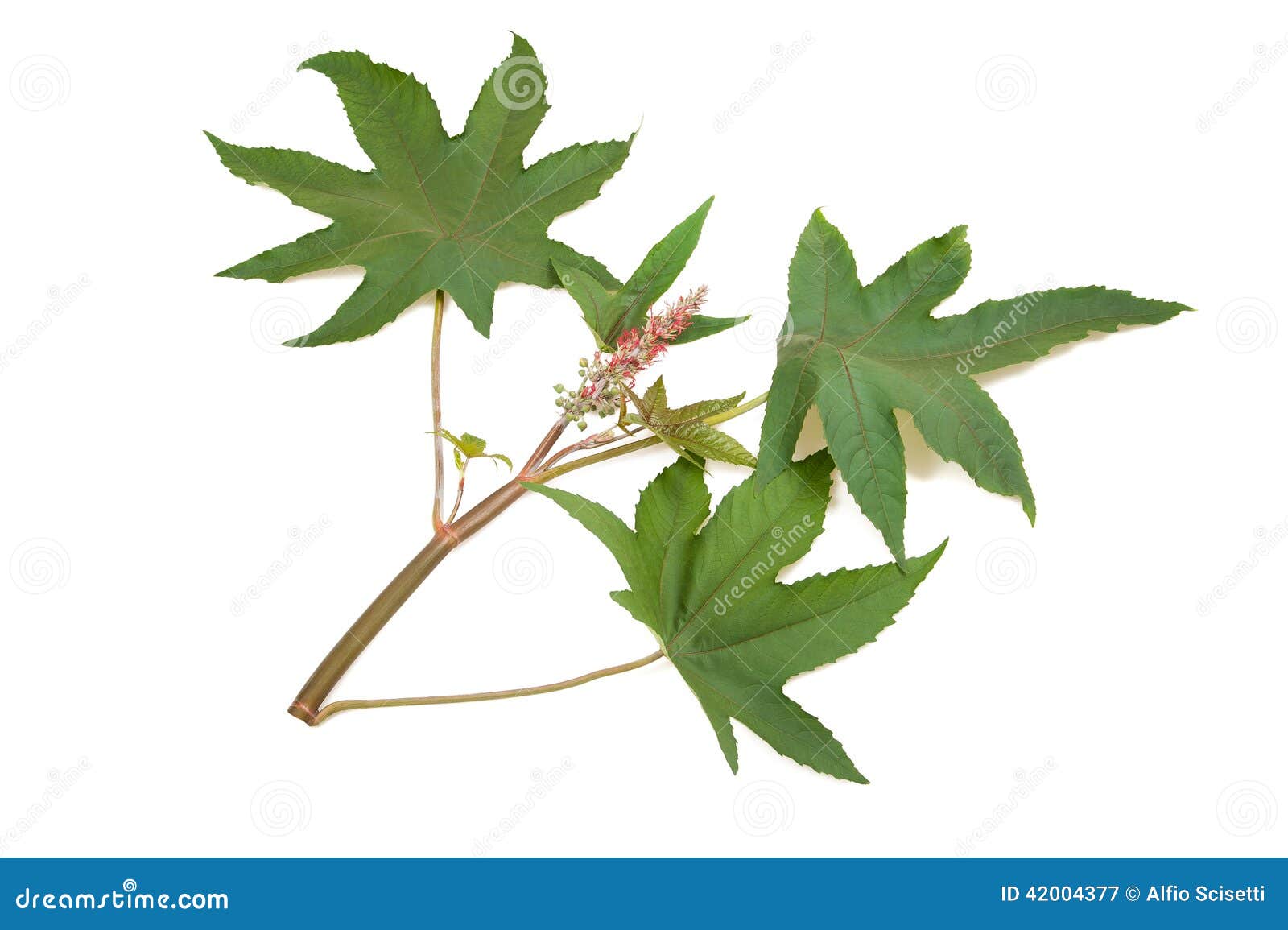 Castor stock image. Image of blooms, gardening, decorative - 42004377