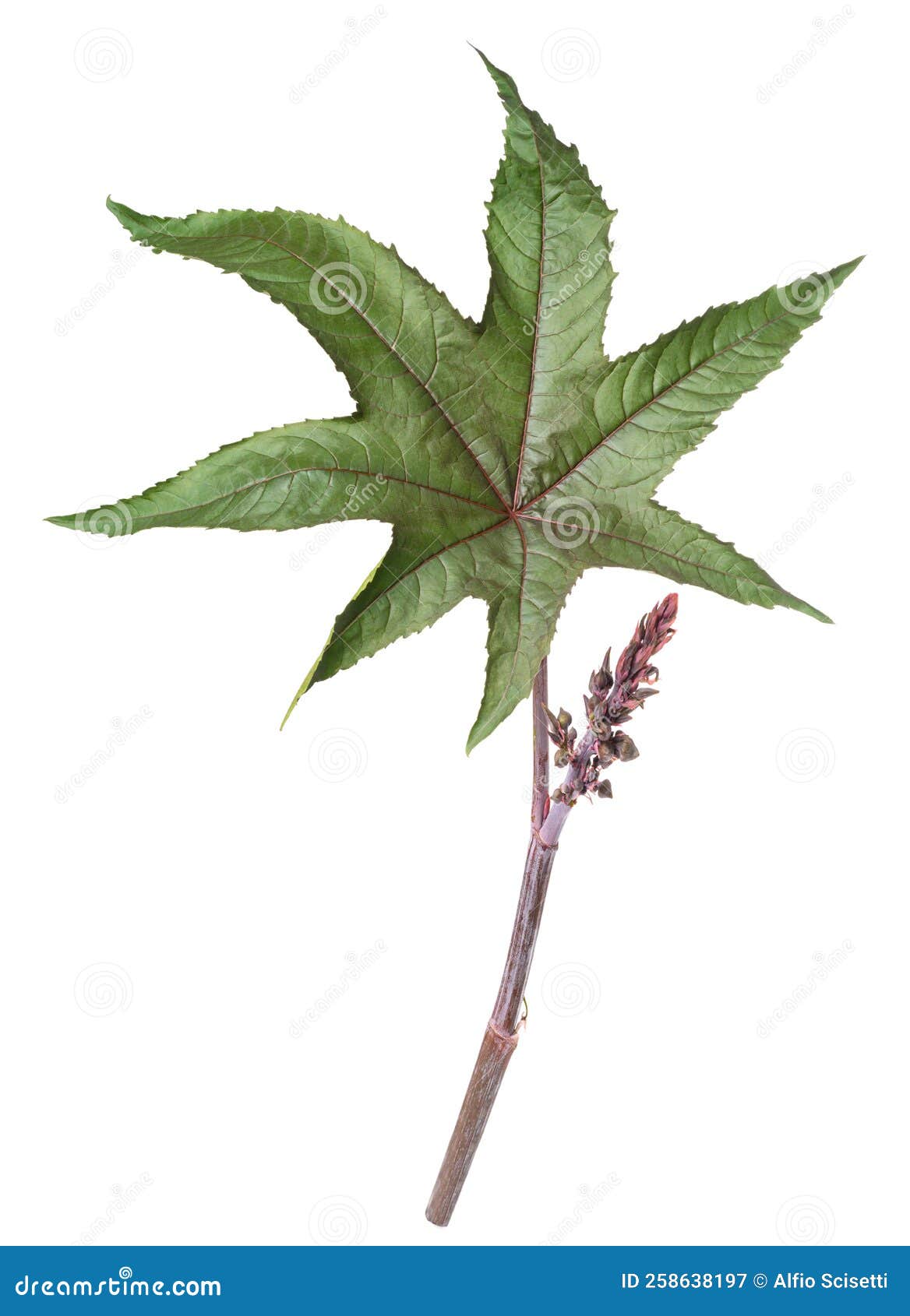 Castorbean Leaf. Castor Oil Plant, Ricinus Communis. Stock Photography ...