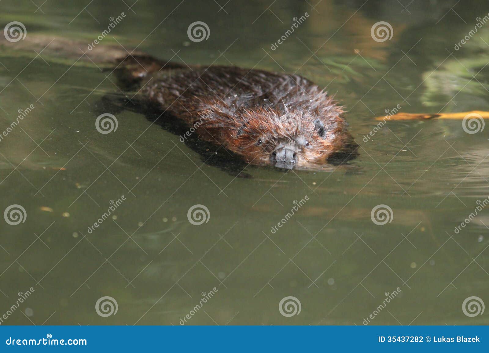 Castor canadense foto de stock. Imagem de castor, americano - 35437282