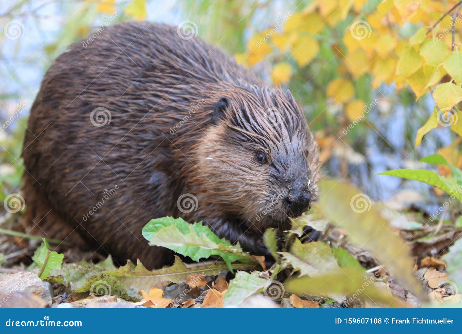 Castor Canadensis & X28;Castor Canadensis& X29; Comiendo, Alaska Foto ...