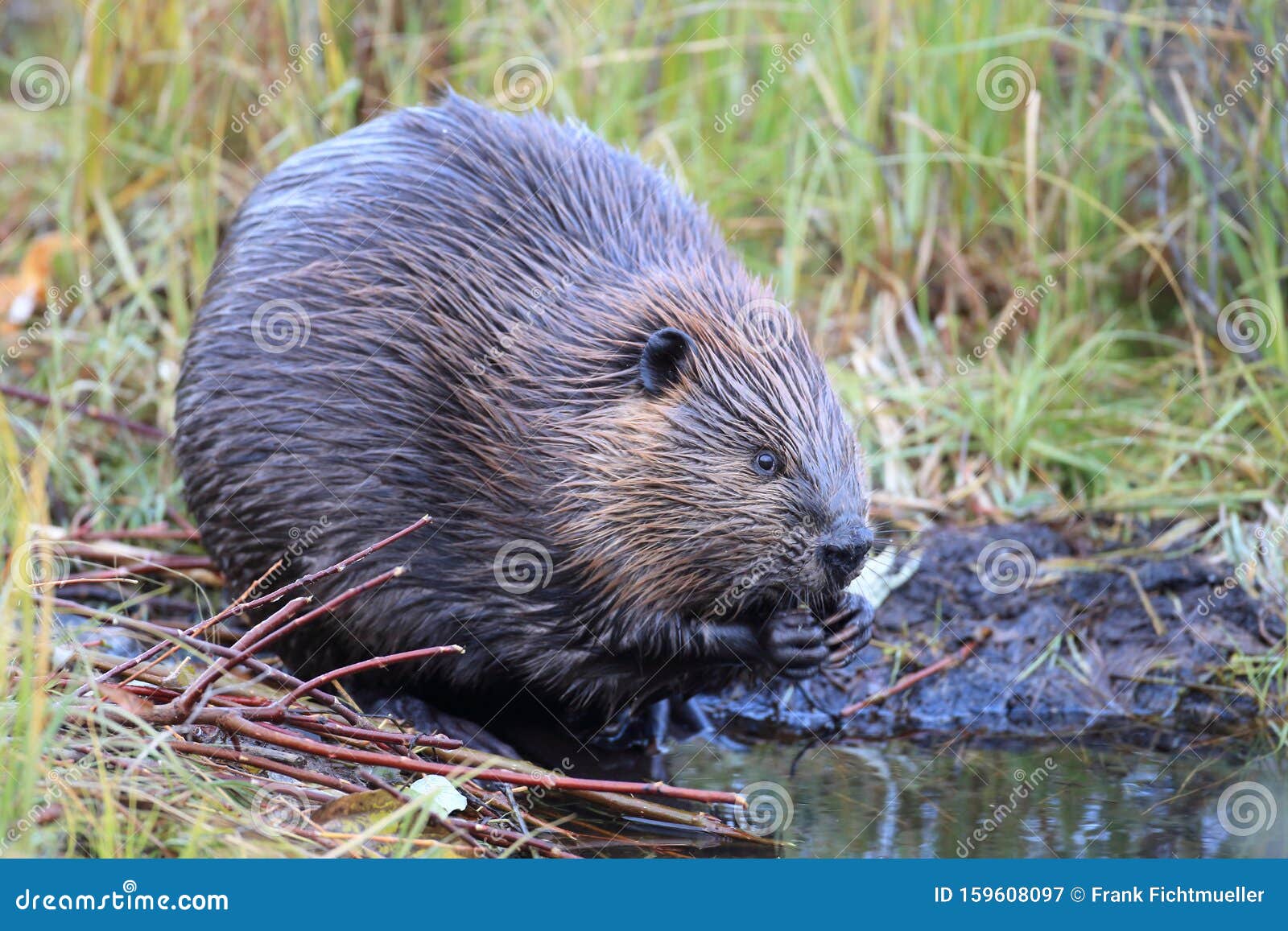 Castor Canadensis & X28;Castor Canadensis& X29; Comiendo, Alaska Imagen ...