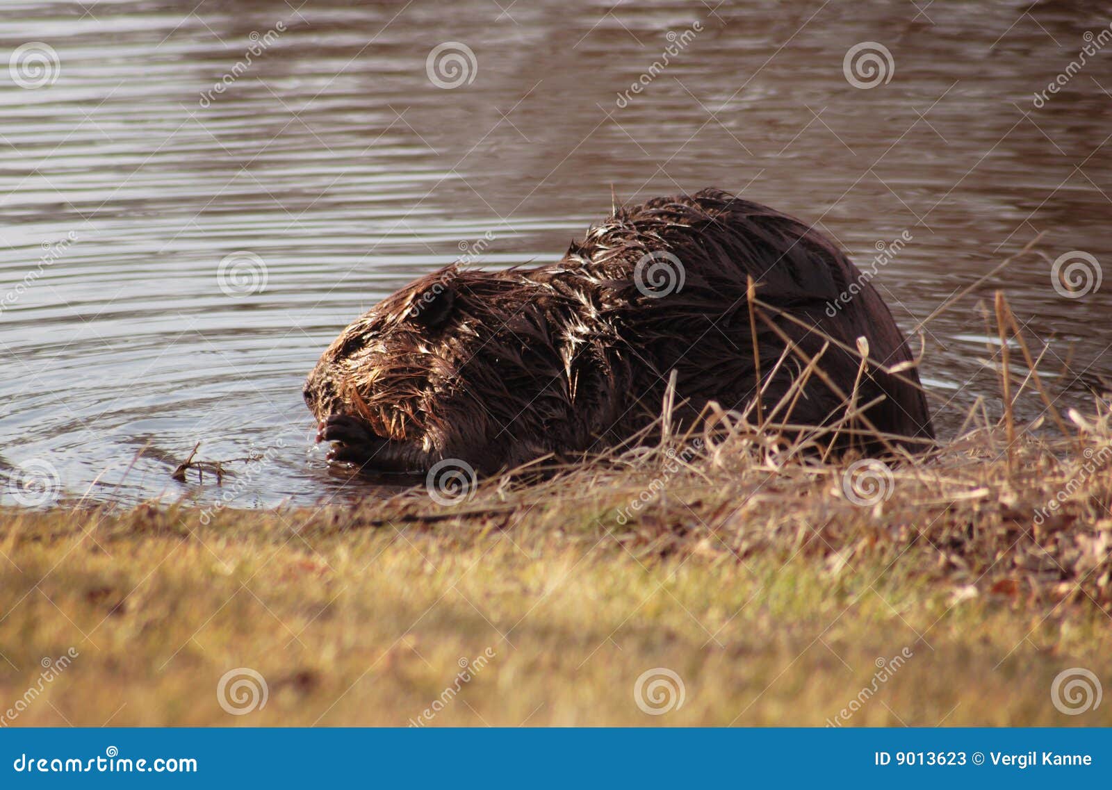 Castor canadiense imagen de archivo. Imagen de castor - 9013623