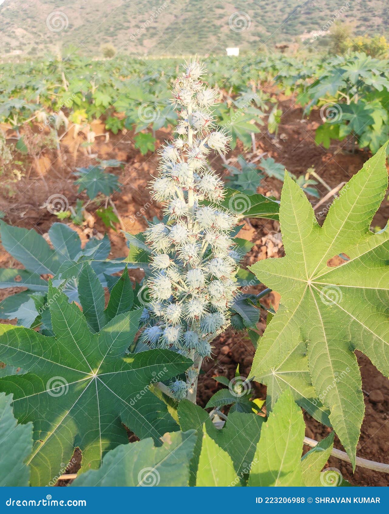 Arandi Stock Photos - Free & Royalty-Free Stock Photos from Dreamstime