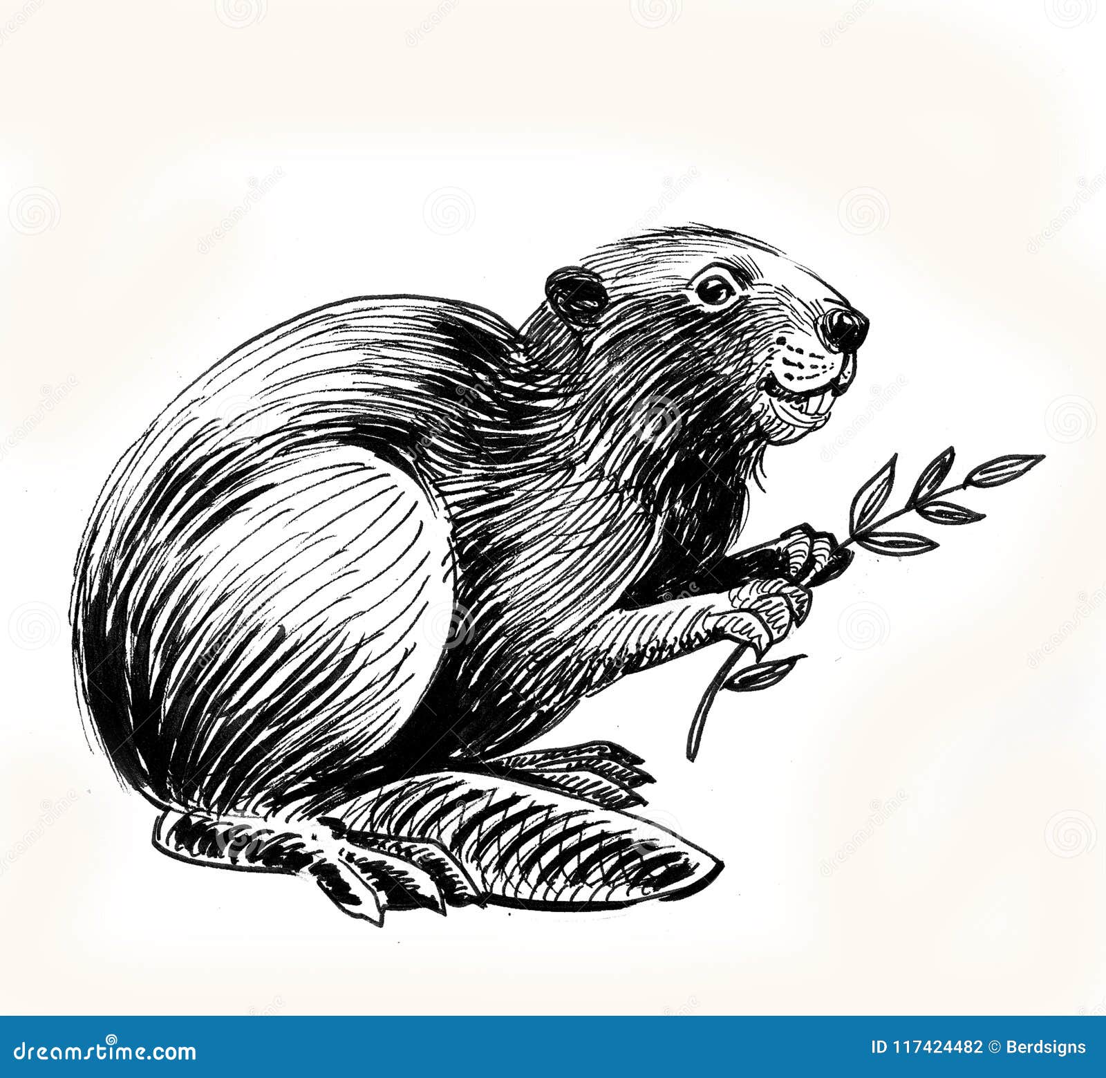 Castor Ilustraciones Stock, Vectores, Y Clipart – (6,358 Ilustraciones ...