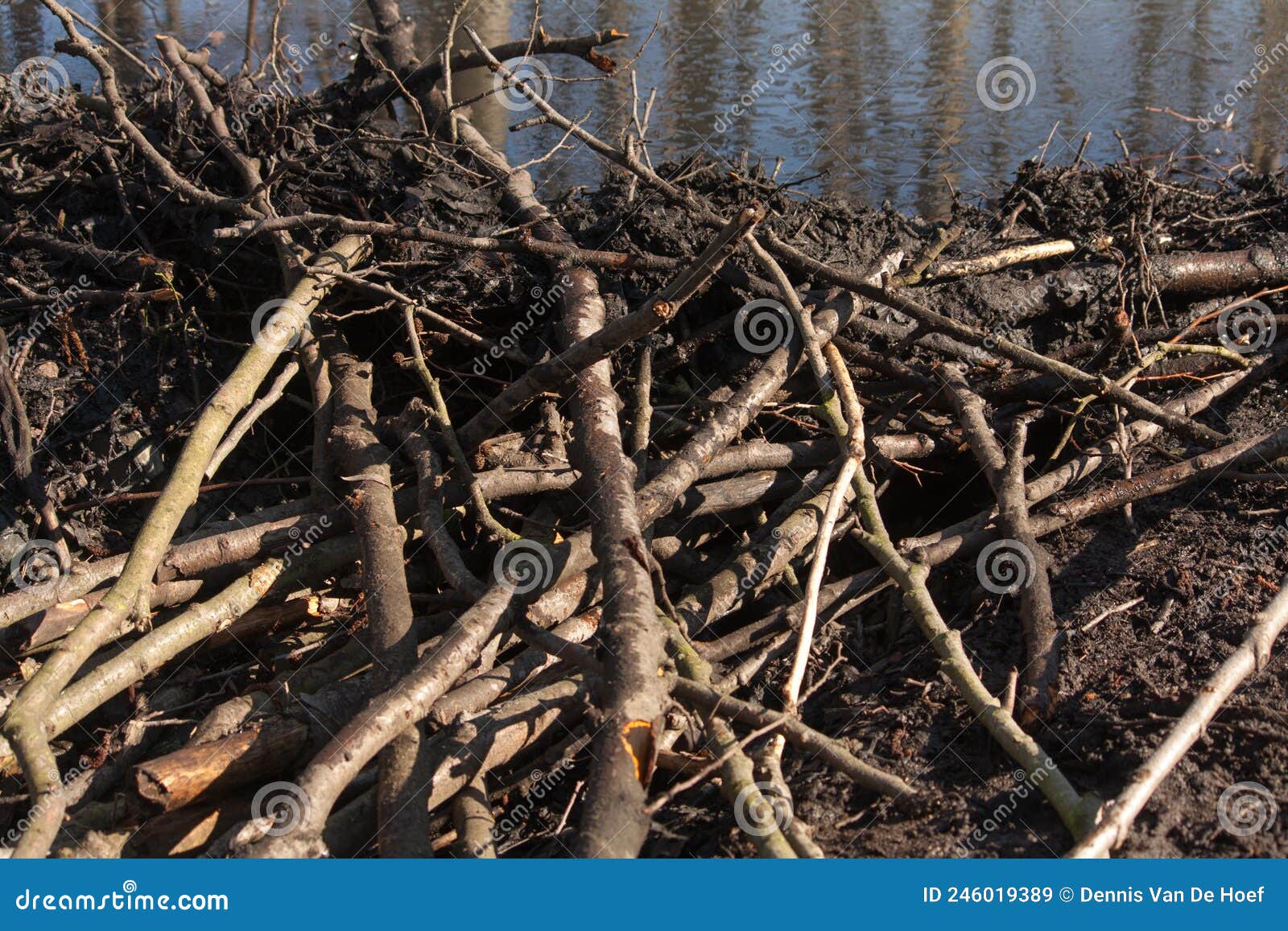 Castor Construction D'un Barrage Image stock - Image du mammifères ...