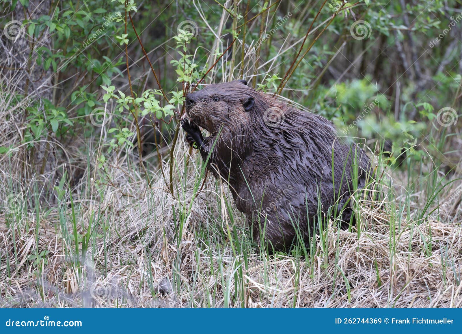 Castor De Castor Norteamericano Canadensis Alberta Canada Imagen de ...