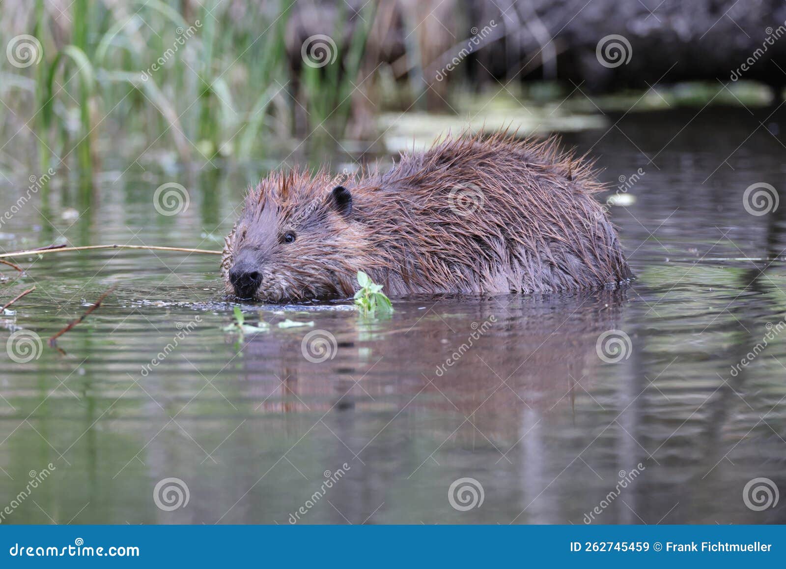 Castor De Castor Norteamericano Canadensis Alberta Canada Imagen de ...