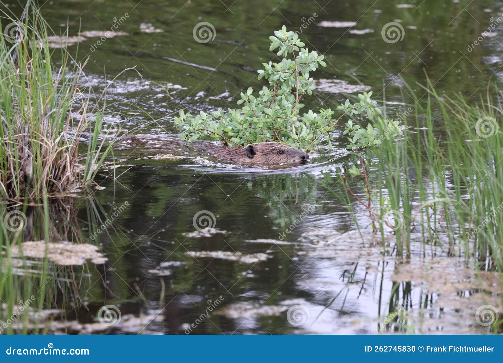 Castor De Castor Norteamericano Canadensis Alberta Canada Foto de ...