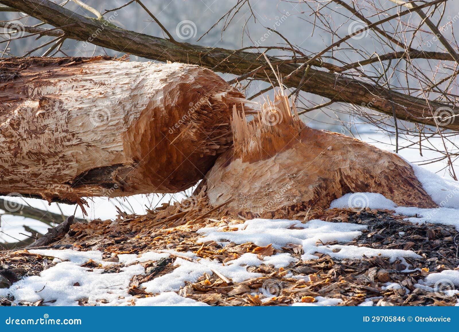 Travail de castor photo stock. Image du foreur, animal - 29705846