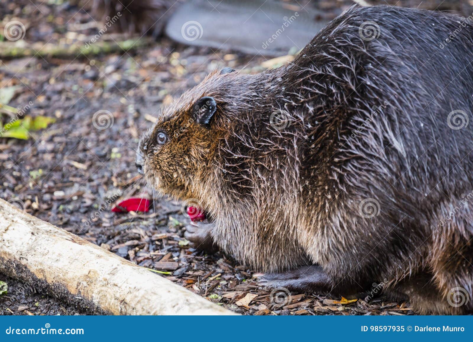 Castor eurasien image stock. Image du rongeur, brun, faune - 98597935