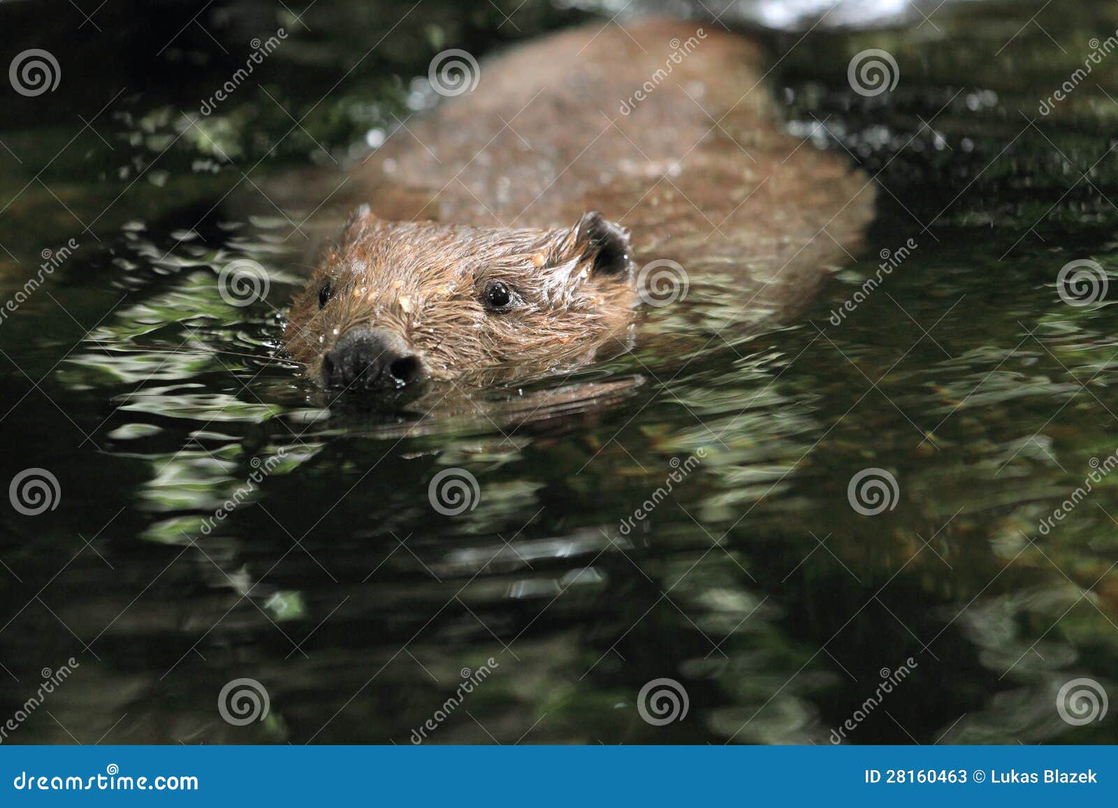 Castor europeu imagem de stock. Imagem de nave, castor - 28160463