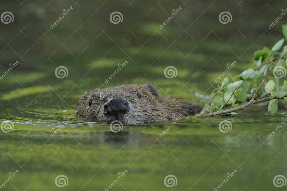 Castor europeu foto de stock. Imagem de represa, nariz - 34451888