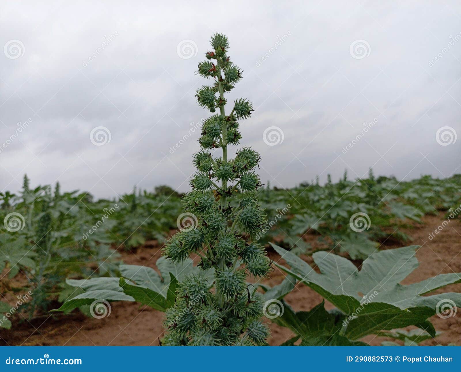 Castor Farm with Cloudy Weather Stock Image - Image of farm, weather ...