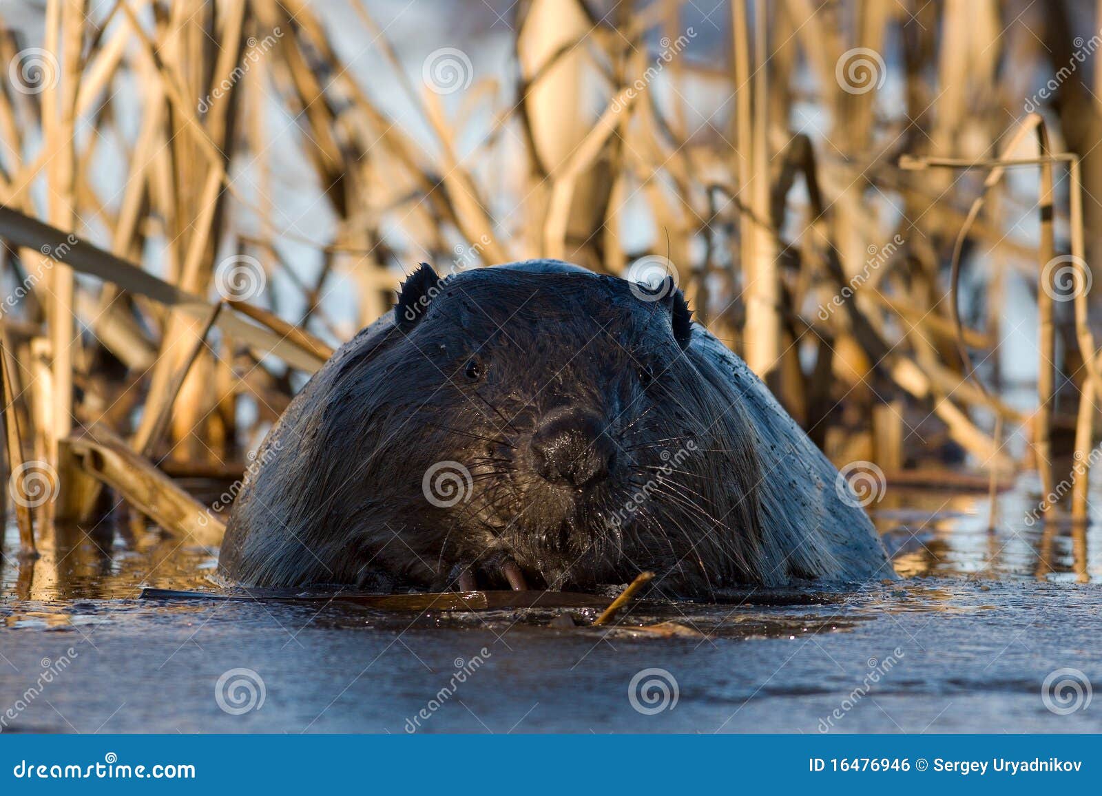 Castor Fiber stock photo. Image of beautiful, creature - 16476946