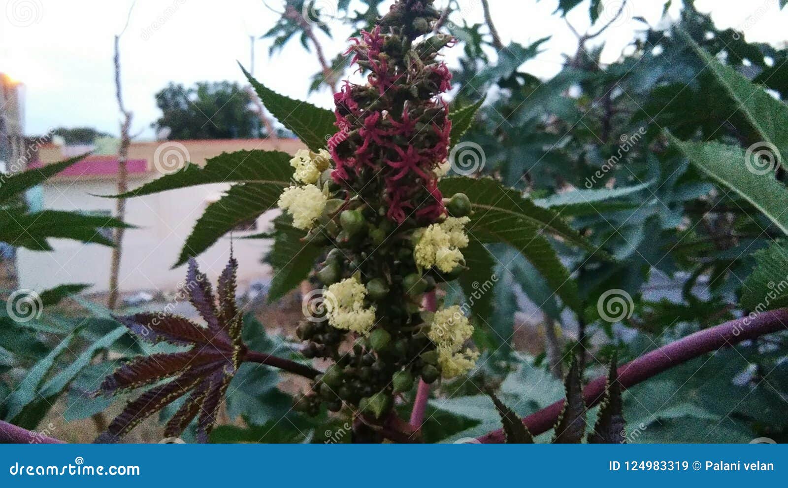 Castor flower stock image. Image of beautiful, nature - 124983319