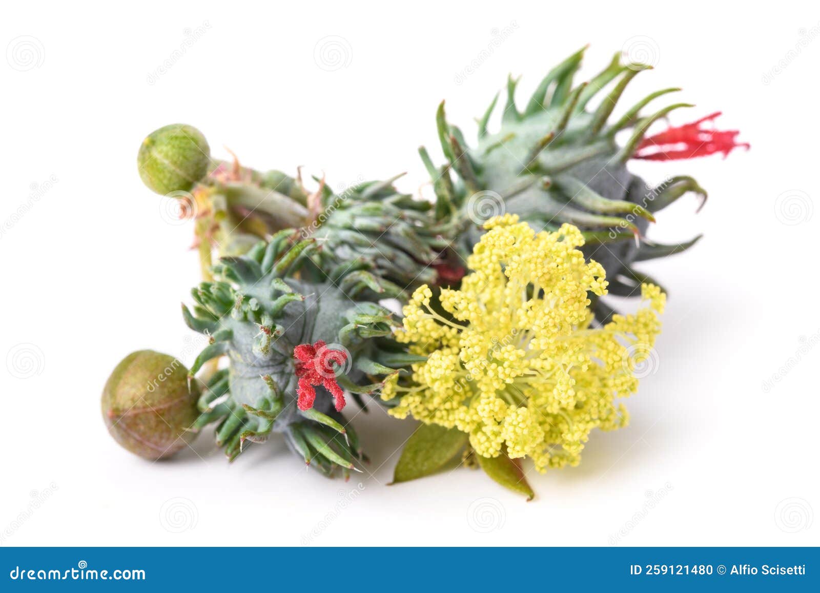 Castor flower and seed stock photo. Image of seed, common - 259121480