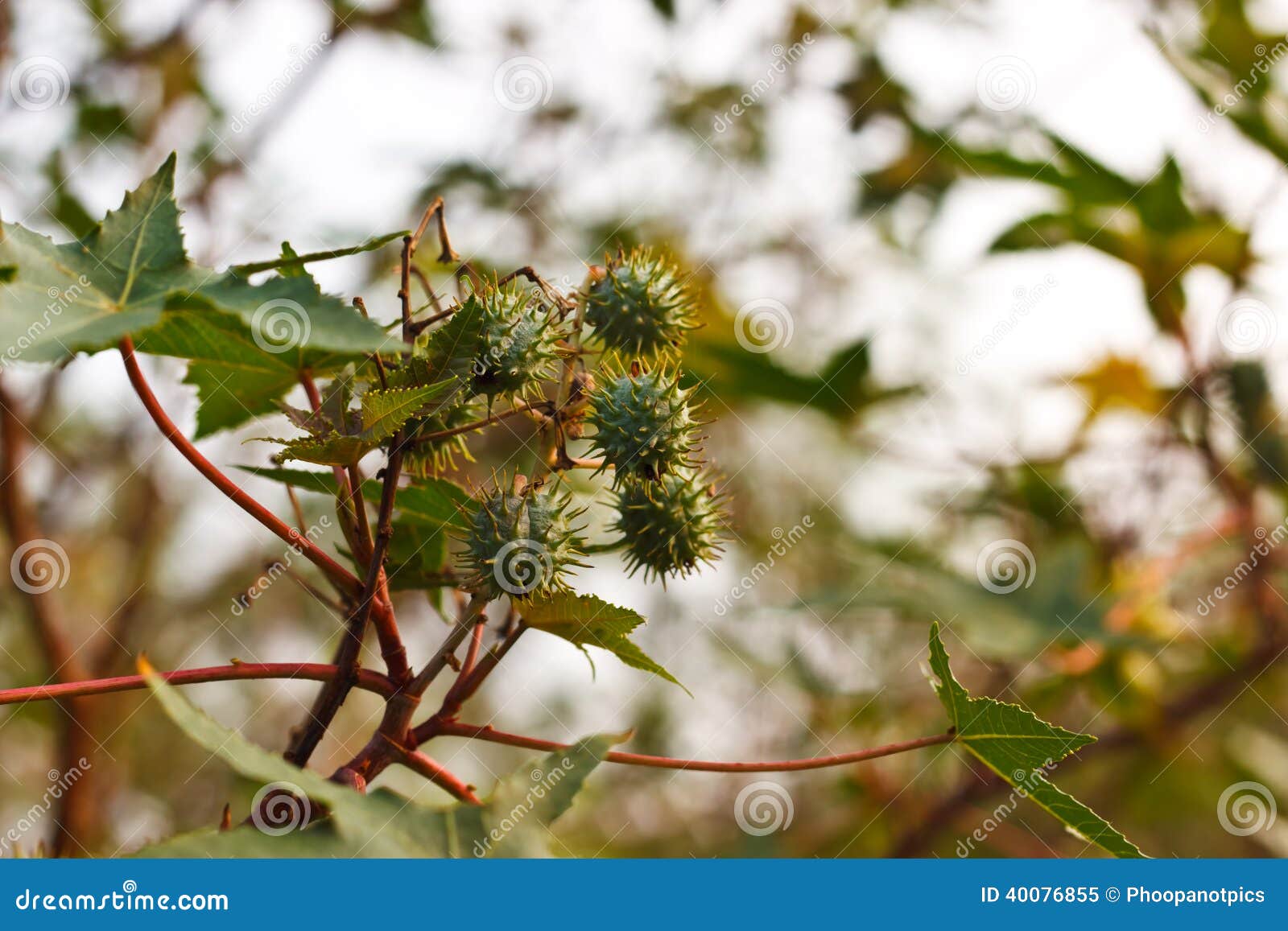 The castor stock image. Image of fruit, castor, nature - 40076855