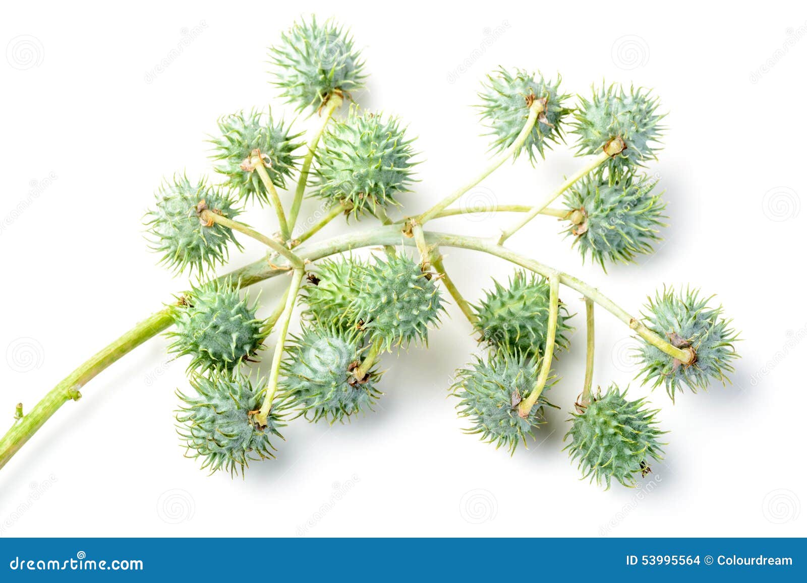 Castor fruit stock photo. Image of green, seeds, castor - 53995564