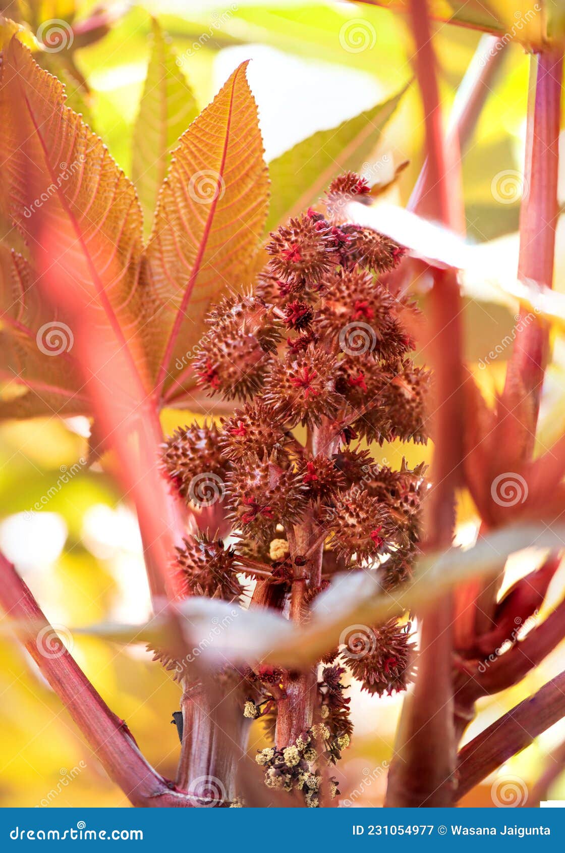 Castor Fruits On Tree In The Garden,raw Green Castor Plants,castor ...