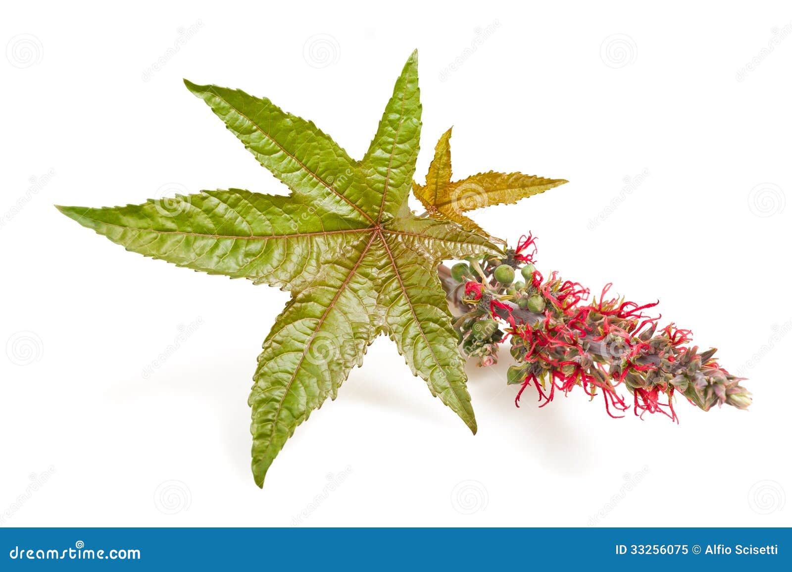 Castor stock image. Image of gardening, garden, leaf - 33256075