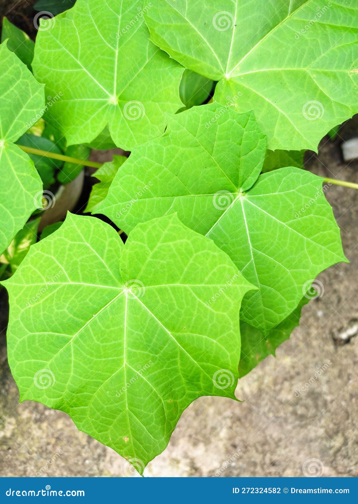 Castor Leaf, Fresh Green Under the Sunlight,high Angle Stock Photo ...