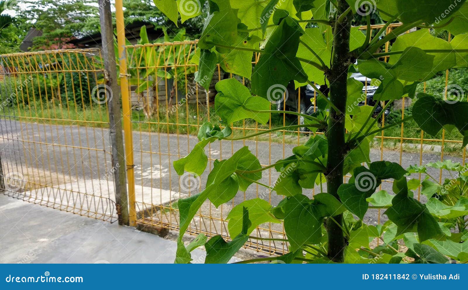 Castor Leaf is Growing Fresh Stock Photo - Image of fresh, nature ...