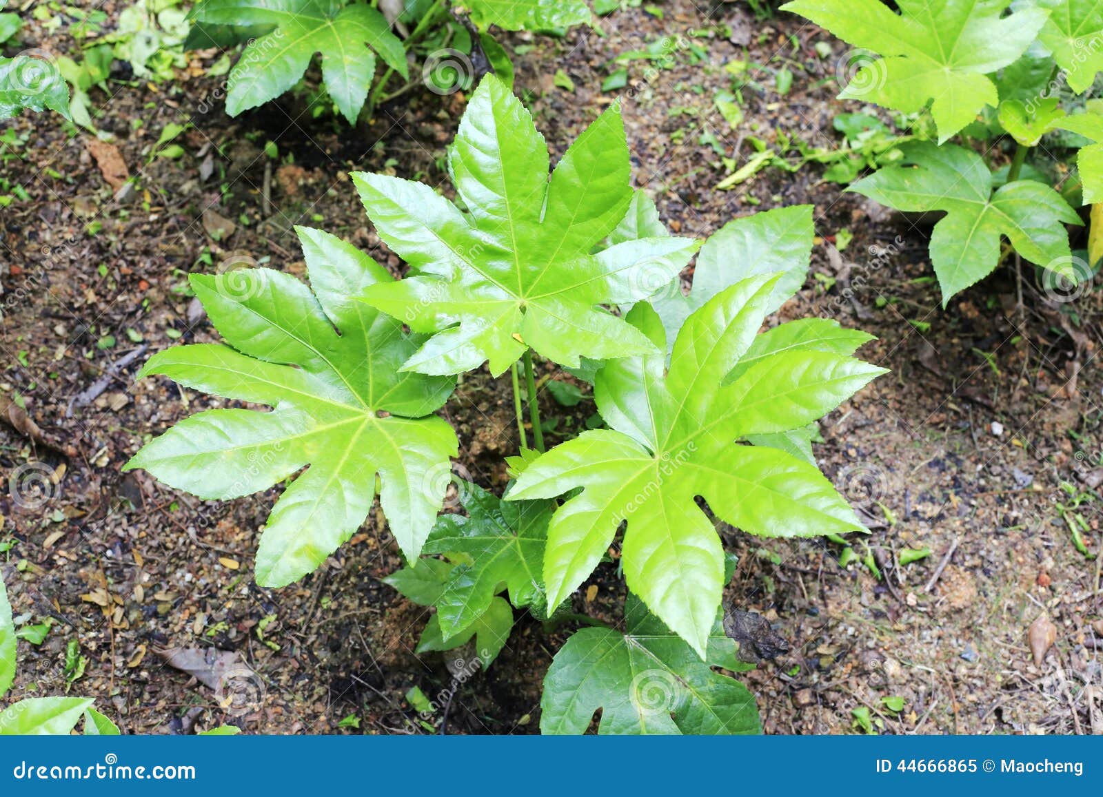 Castor leaf stock image. Image of medicine, ground, leaf - 44666865