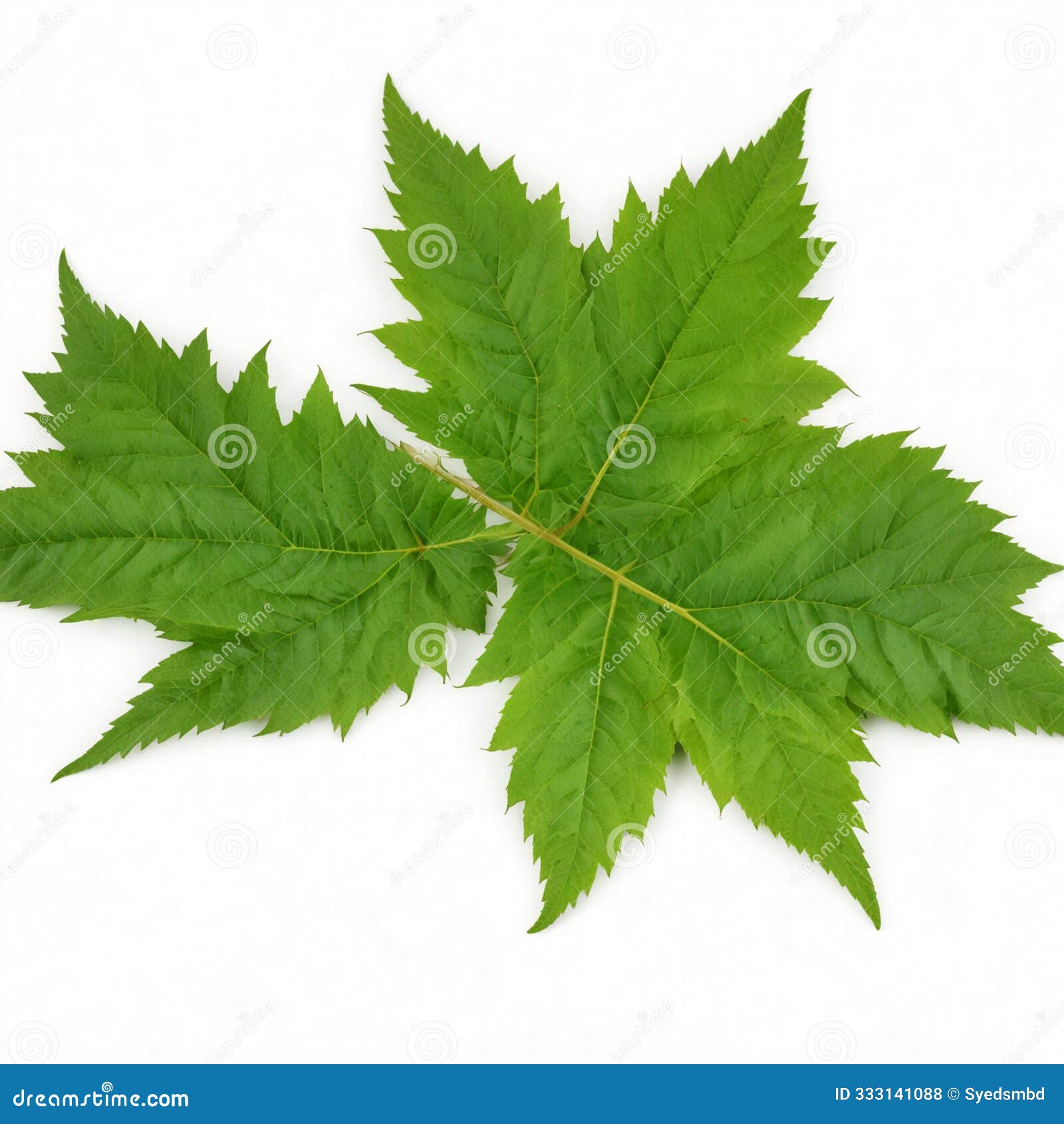 Castor Leave, Isolated on White Background Stock Illustration ...