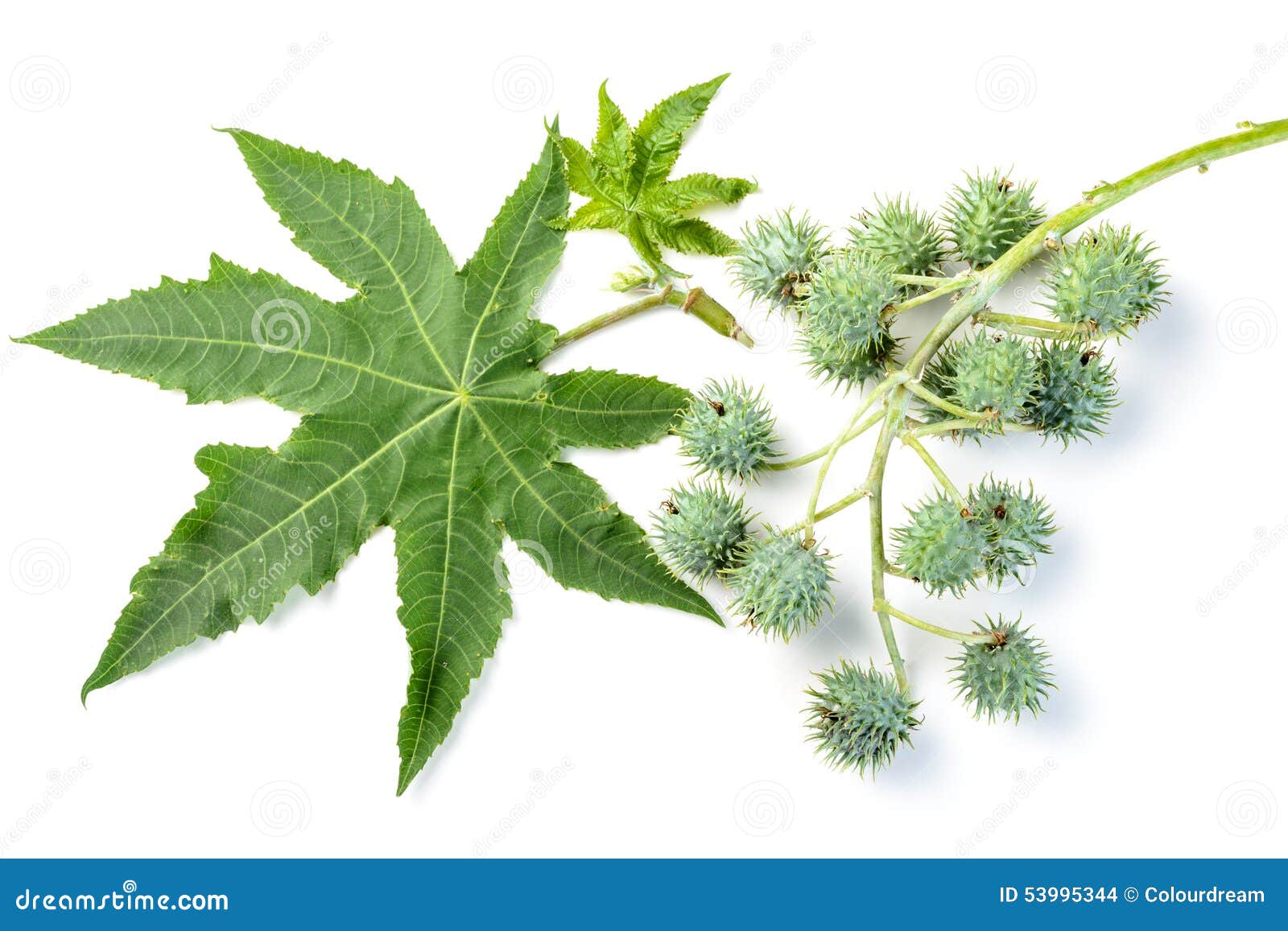 Castor leaves and fruit stock photo. Image of closeup - 53995344