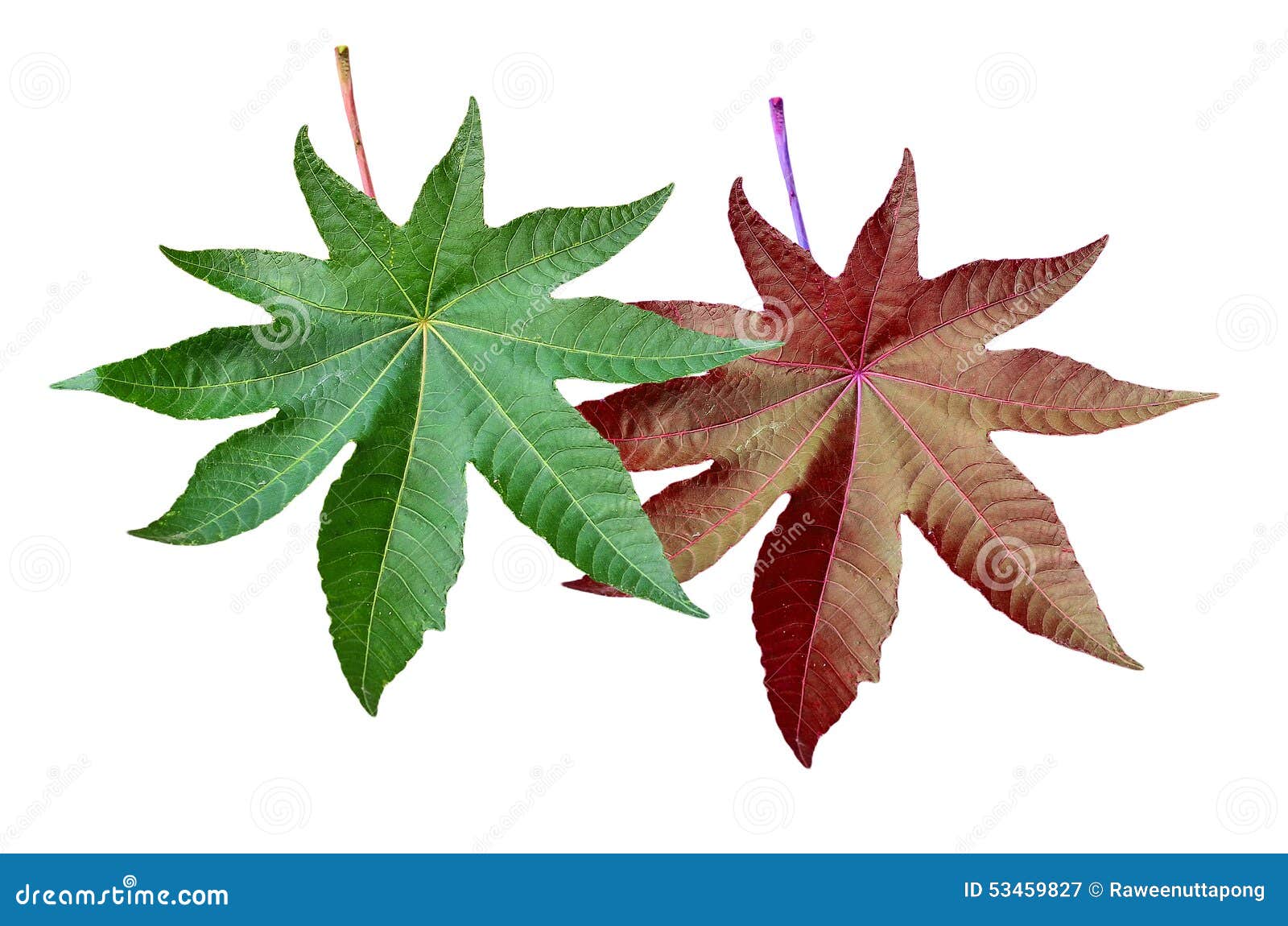 Castor leaves stock image. Image of green, poison, engines - 53459827