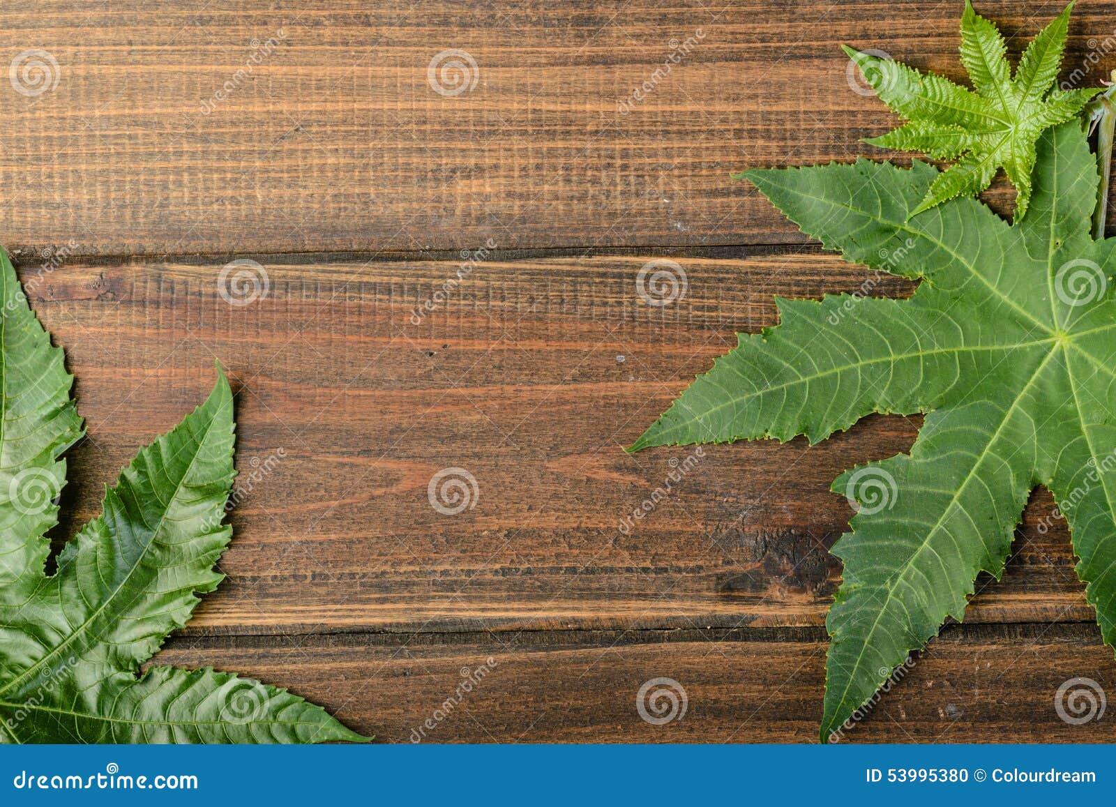 Castor leaves stock photo. Image of castor, green, closeup - 53995380