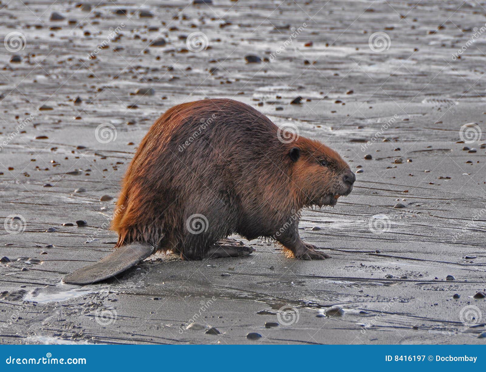 Castor na praia imagem de stock. Imagem de andar, selvagem - 8416197