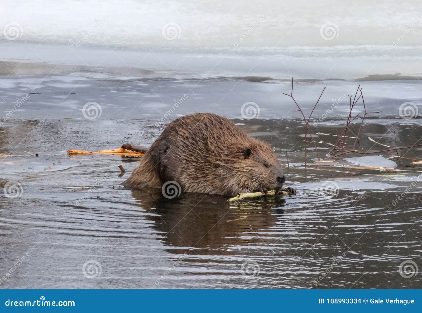 Castor norte-americano foto de stock. Imagem de animal - 108993334