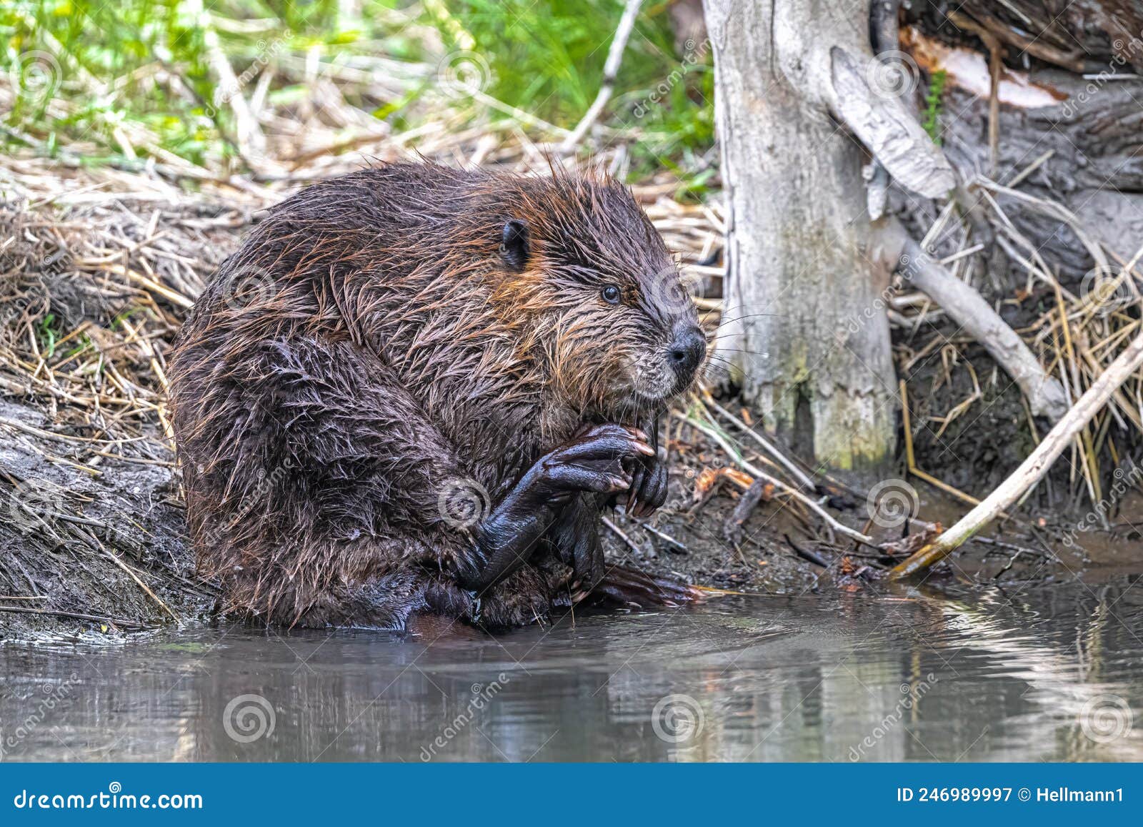 Castor Norte-americano Se Limpando Imagem de Stock - Imagem de risco ...