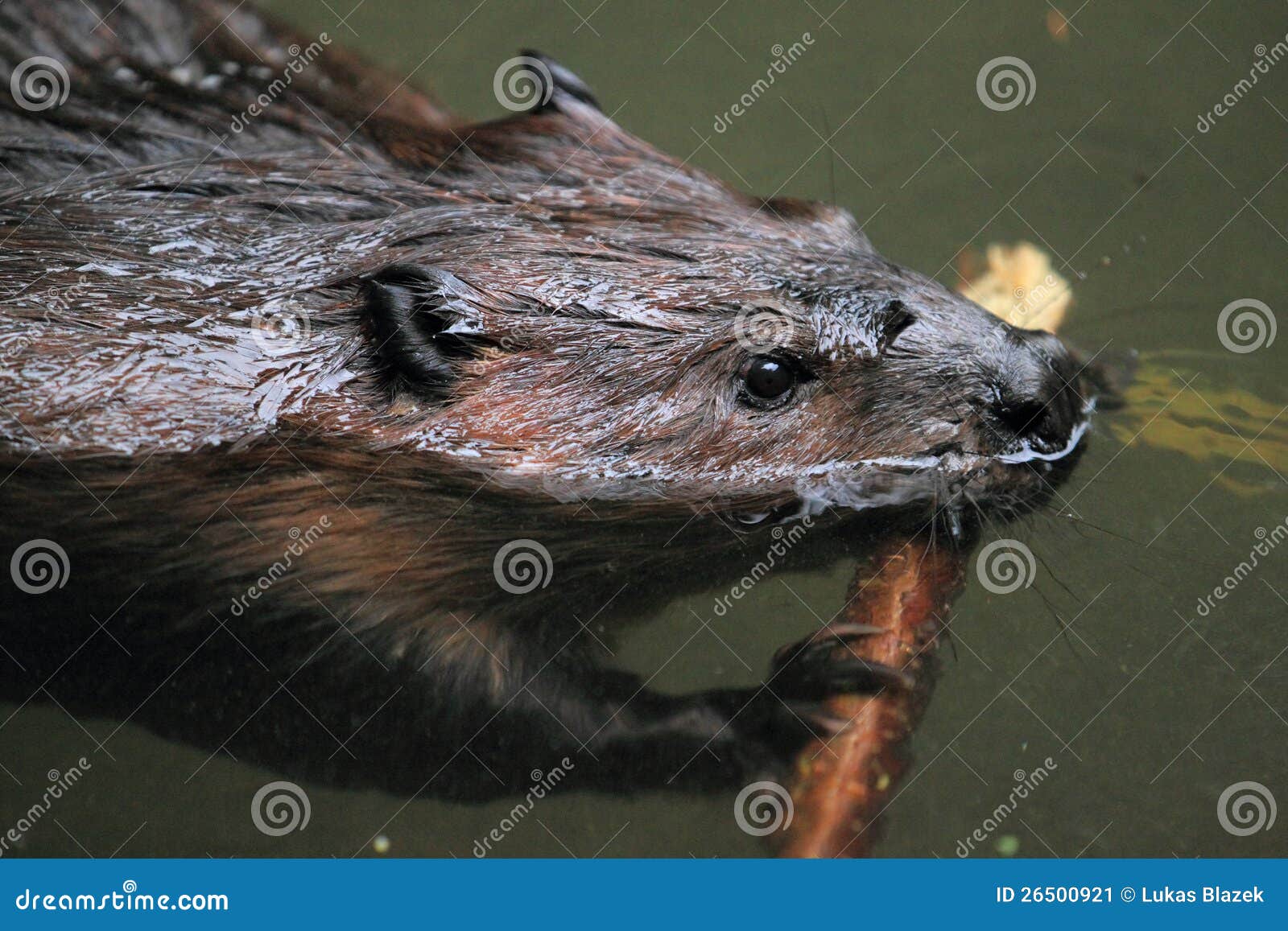 Castor norteamericano imagen de archivo. Imagen de animal - 26500921