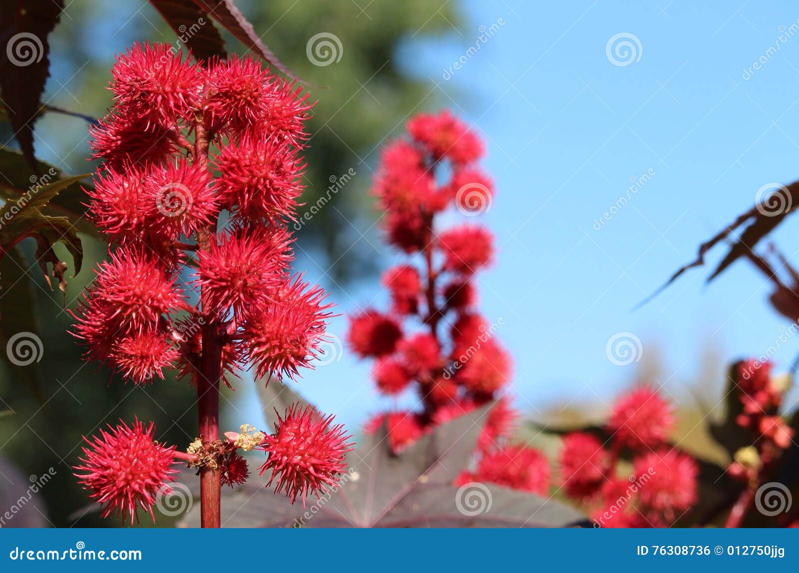 Castor Oil Bean flower stock photo. Image of flower, castor - 76308736