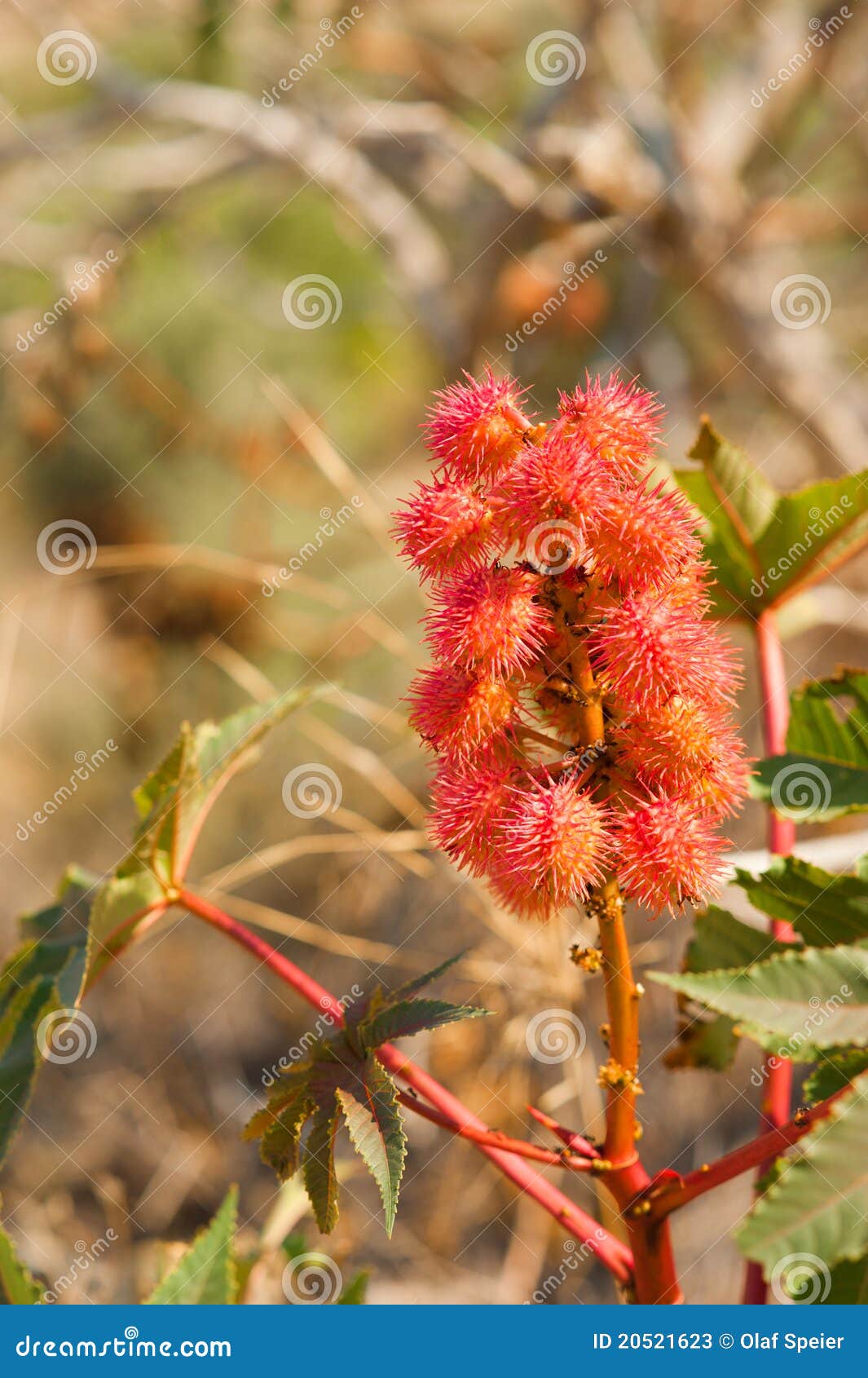 Castor oil plant stock image. Image of vertical, leaf - 20521623
